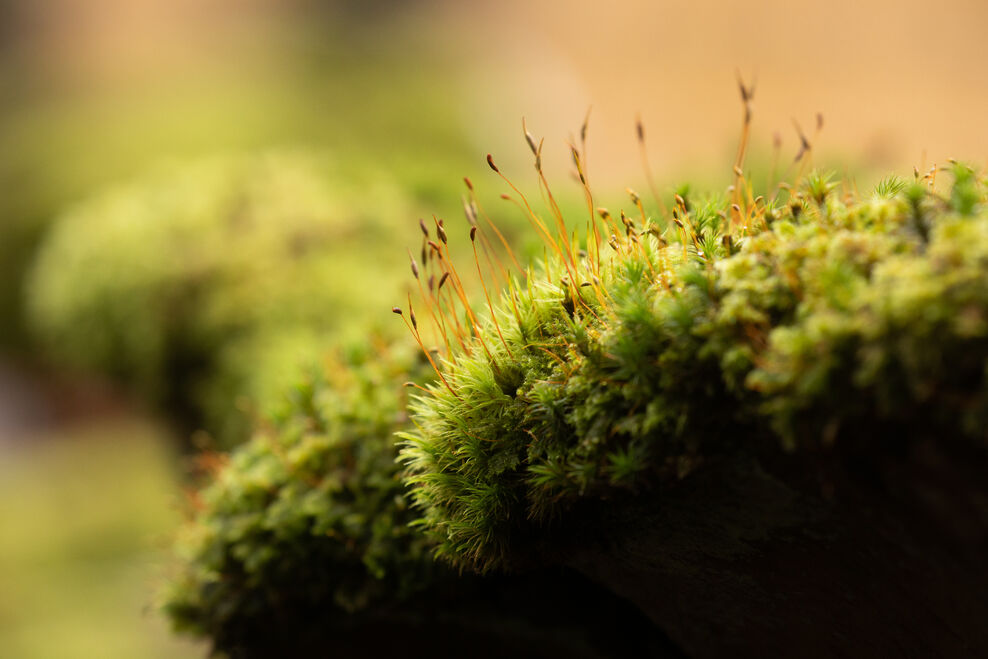 Temperate Rainforest Restoration The Wildlife Trusts